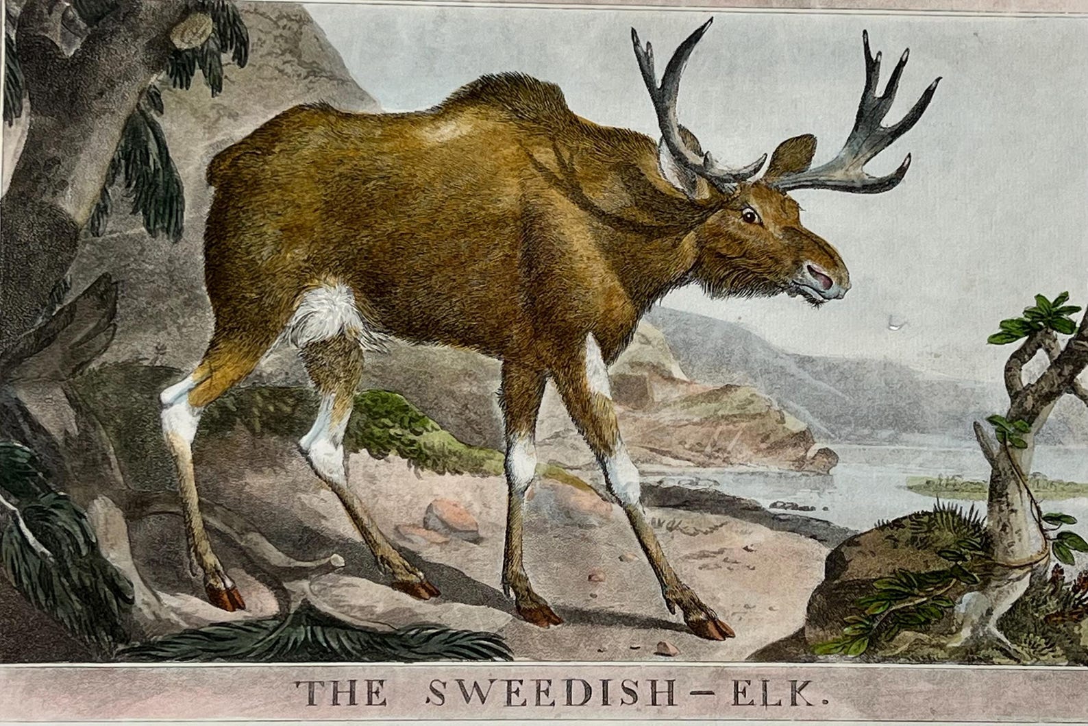 Rare Original 1788 Swedish Elk Print,charles Catton Animal Engraving ...