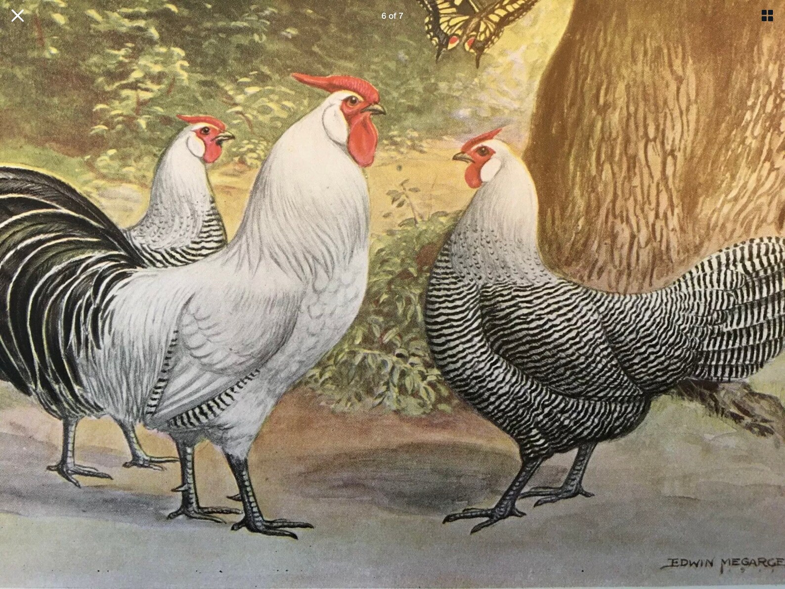 Original 1921 Silver Penciled Hamburgs Chicken Print,matted _ready-2 ...