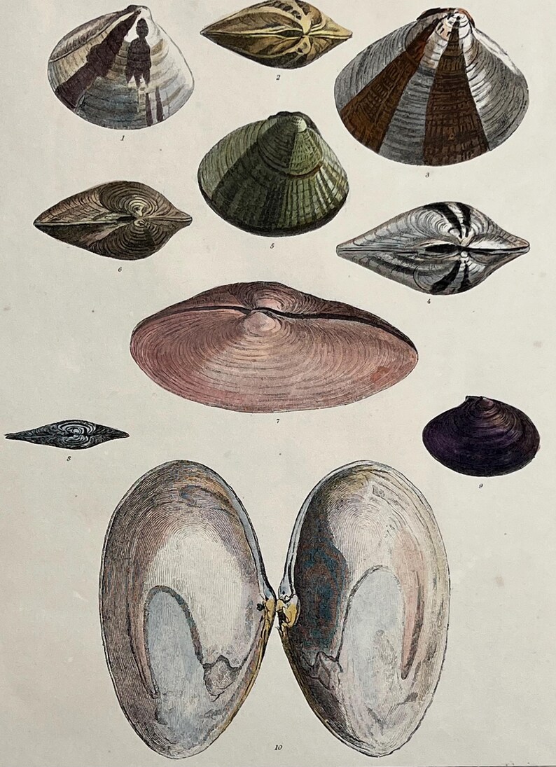 Antique 1856 Clam,mussel Shell Engraving,us Japan Expedition,print ...