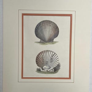Antique 1856 Scallop Shell Engraving,us Japan Expedition,print,ready 2 ...