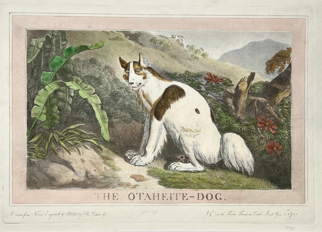 Rare Original 1788 Otaheite Dog Print,charles Catton Animal Engraving ...