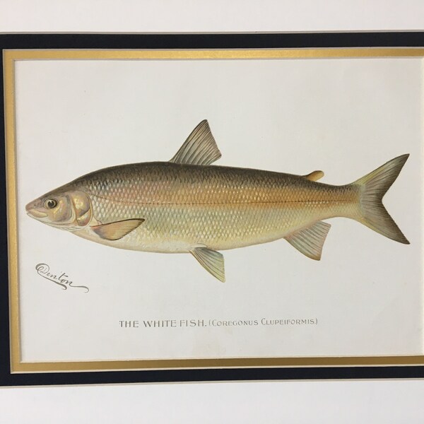 Antique Fish Print - Etsy