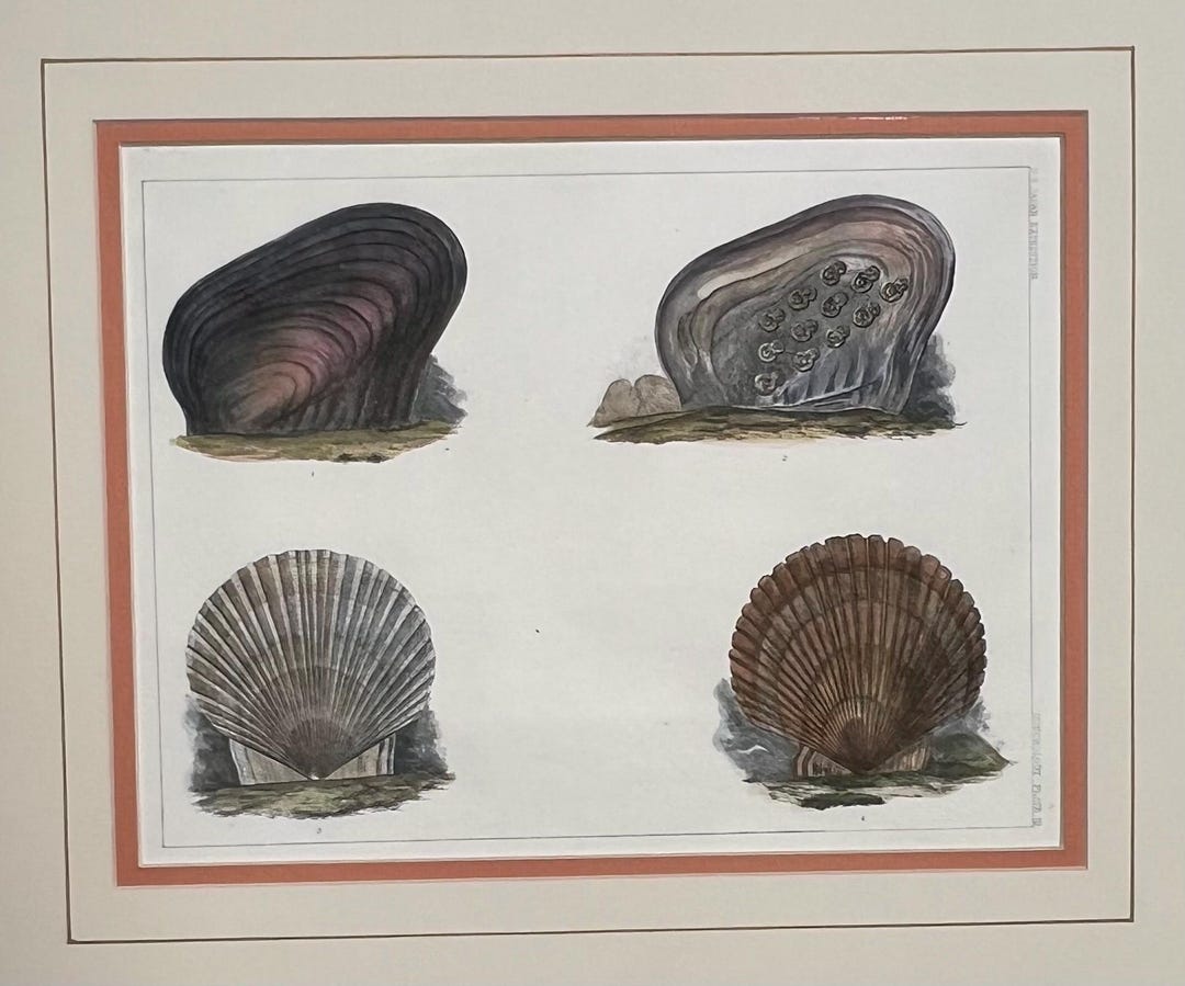 Antique 1856 Scallop Shell Engraving,us Japan Expedition,print,ready 2 ...