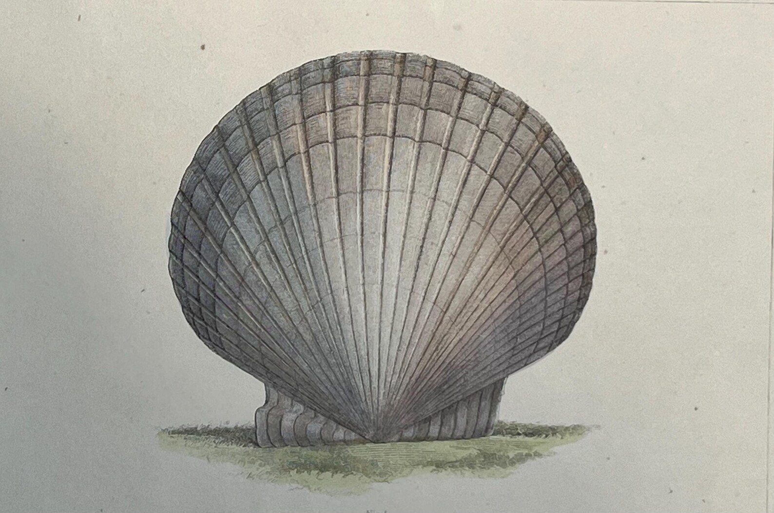 Antique 1856 Scallop Shell Engraving,us Japan Expedition,print,ready 2 ...