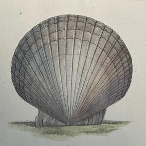 Antique 1856 Scallop Shell Engraving,us Japan Expedition,print,ready 2 ...