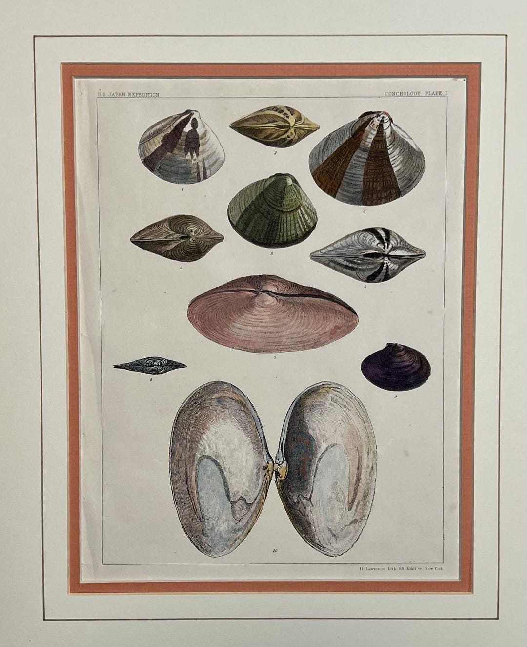 Antique 1856 Clam,mussel Shell Engraving,us Japan Expedition,print ...