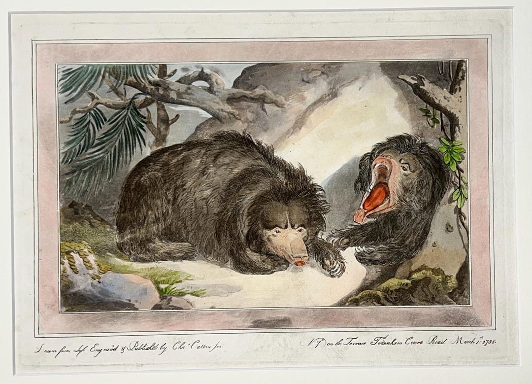 Rare Original 1788 Animal of the Bear Kind Print,charles Catton Animal ...