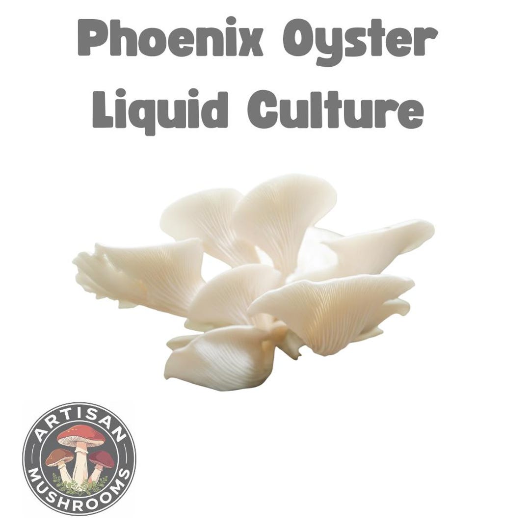 Phoenix Oyster Liquid Culture Syringe - Pleurotus Pulmonarius | Grow ...