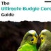 The Ultimate Budgie Care Guide Digital Book 2022 instant Download - Etsy