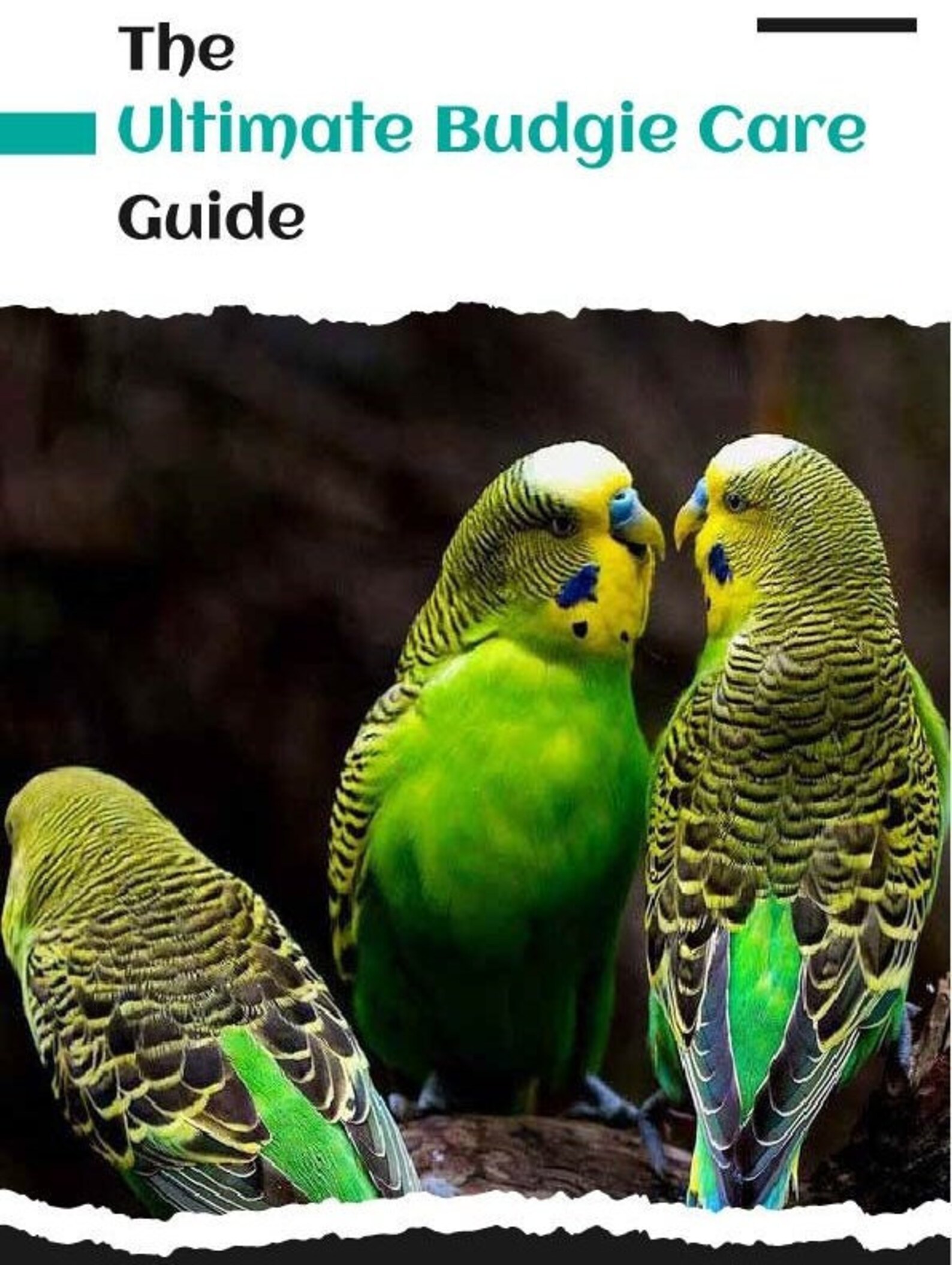 The Ultimate Budgie Care Guide Digital Book 2022 instant Download - Etsy