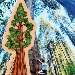 Sequoia Watercolor Magnet - Etsy