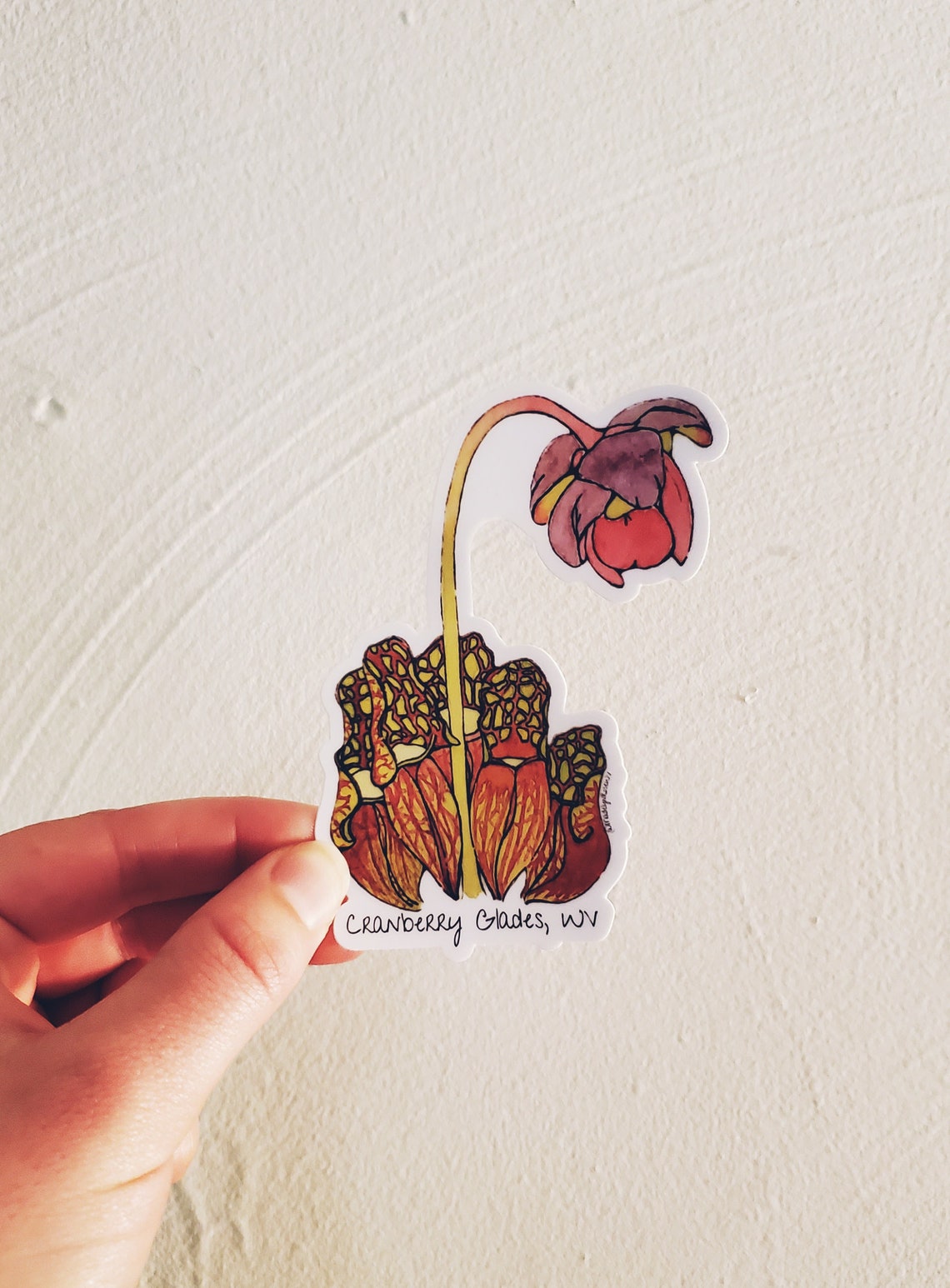 Cranberry Glades Pitcher Plant Sticker - Etsy