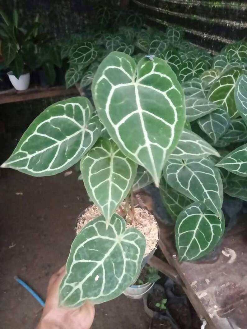 Ferns, Grasses & Bamboo Plants Wholesale 10x Anthurium Crystallinum ...