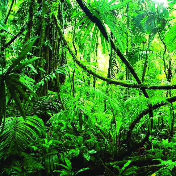 1/6th Scale PREDATOR Jungle Backdrop Ikea Detolf 15x15 Diorama - Etsy