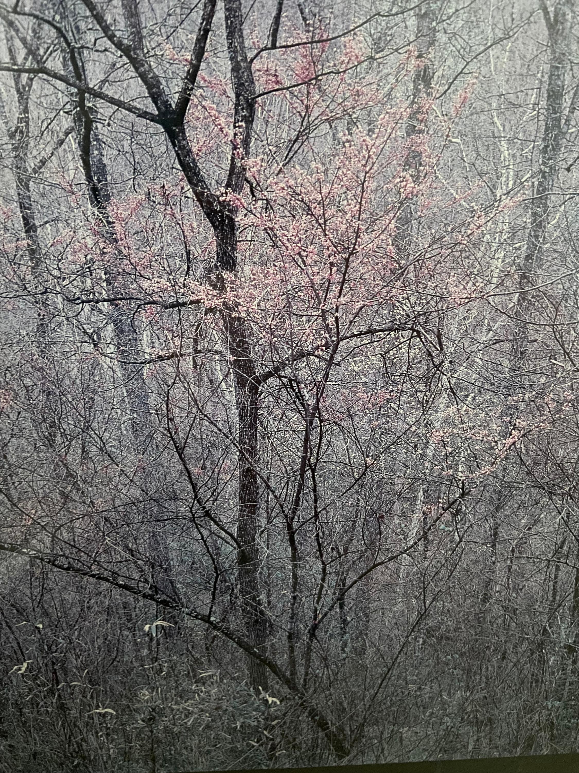 Eliot Porter Intimate Landscapes