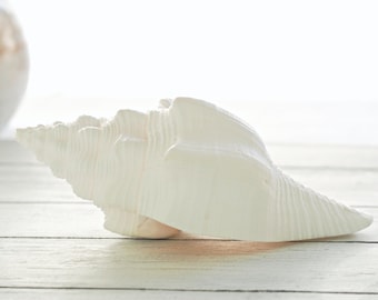 Natural Heavy White Conch Shells, Coastal Beach Decor, Craft, Seashells ...