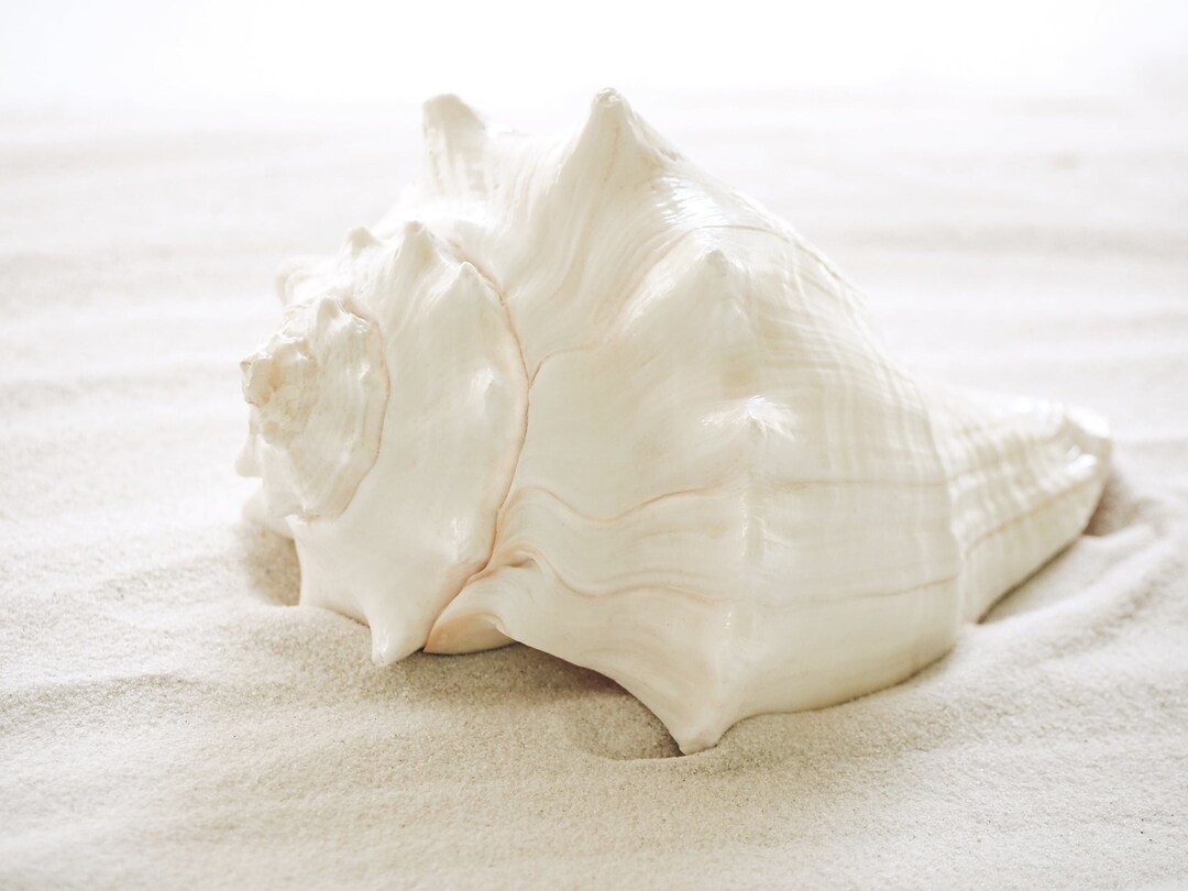 Natural Heavy White Conch Shells, Coastal Beach Decor, Craft, Seashells ...