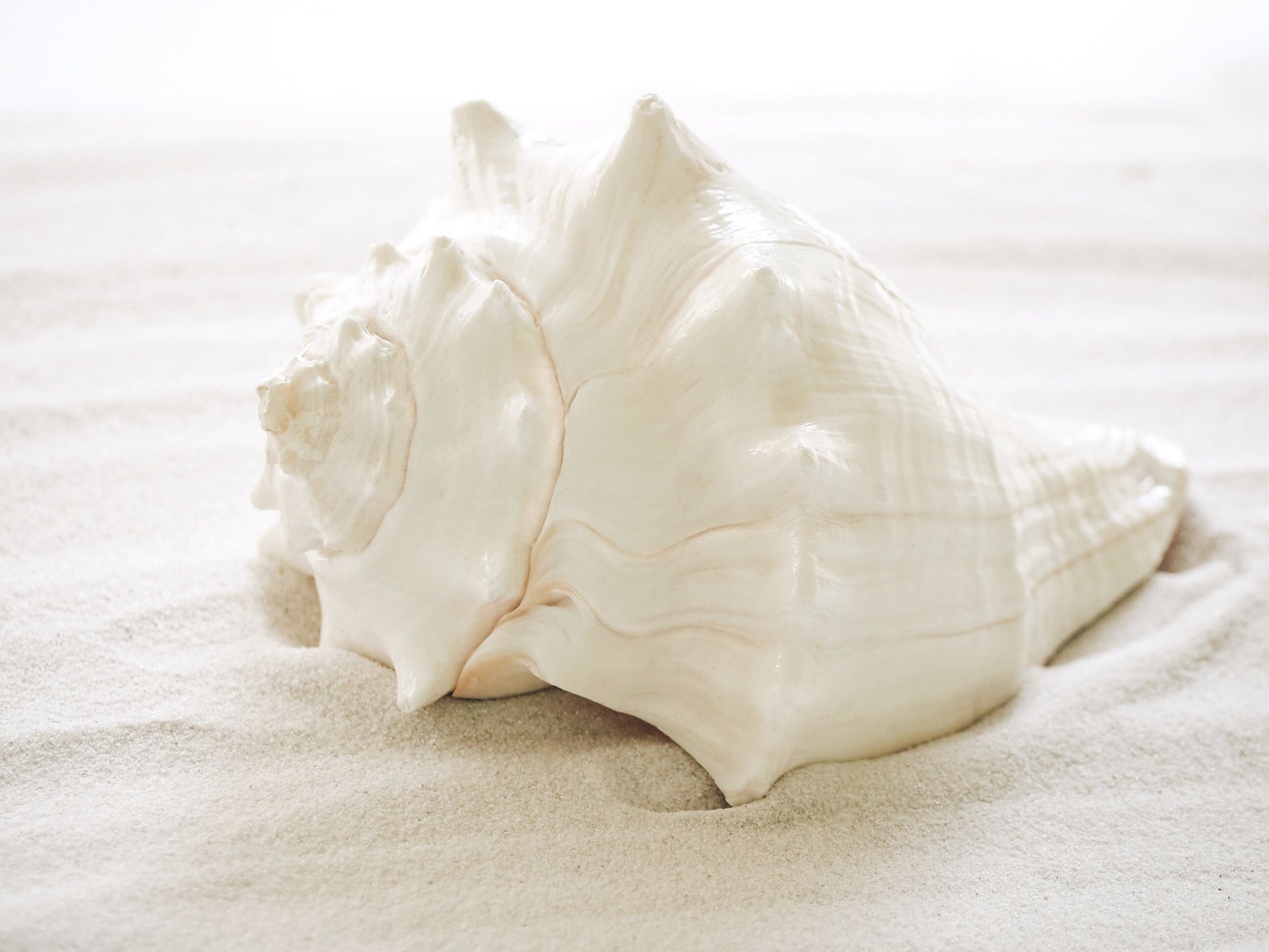 Natural Heavy White Conch Shells, Coastal Beach Decor, Craft, Seashells ...