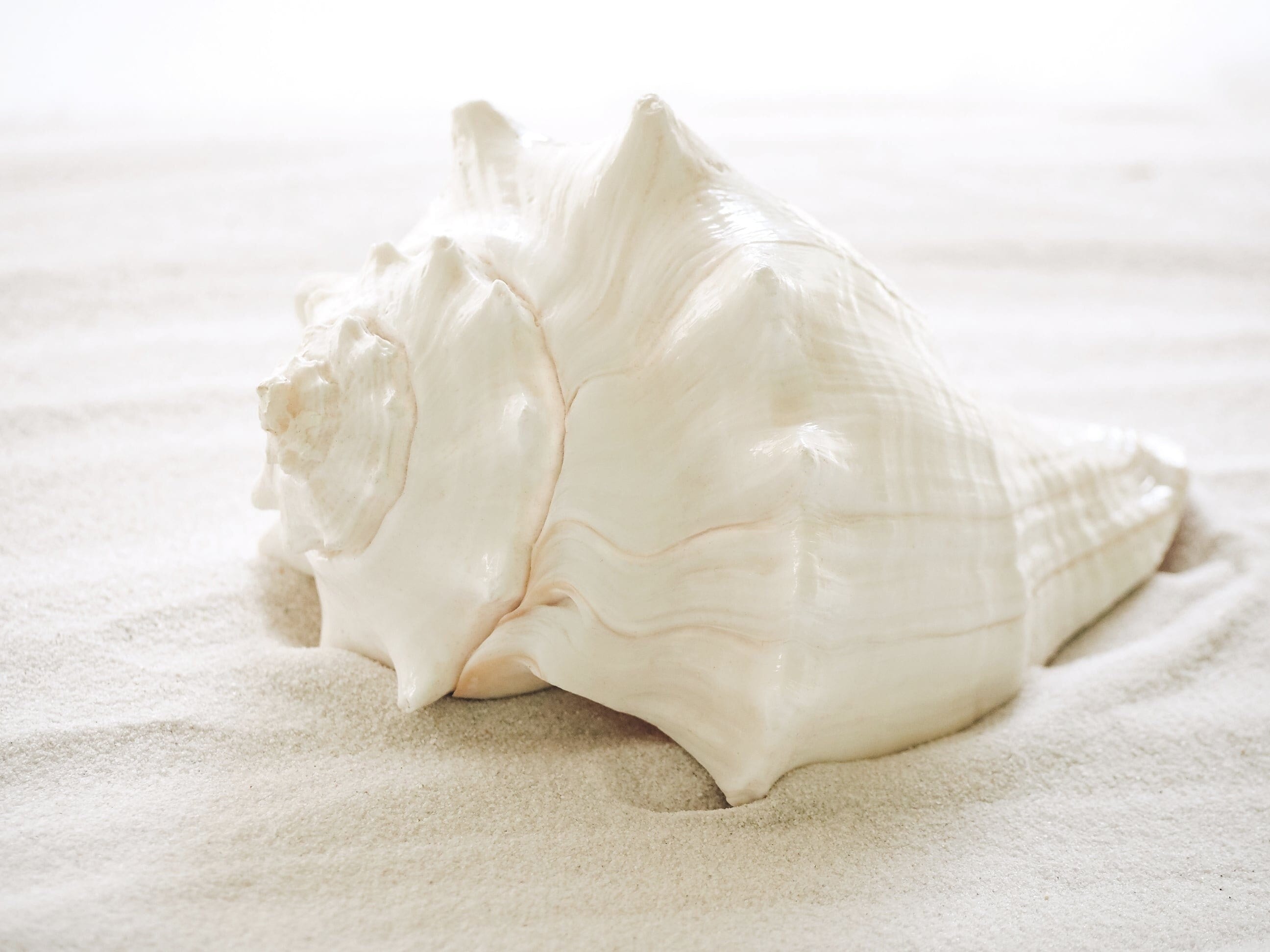 Giant White Conch Shell