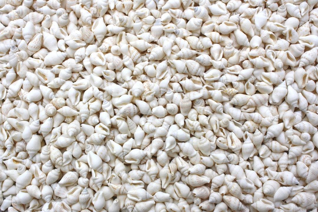 1 Kg Tiny White Shells for Craft, Bulk Beach Decor, Buy Bulk Shells, Beach Wedding and Home ...
