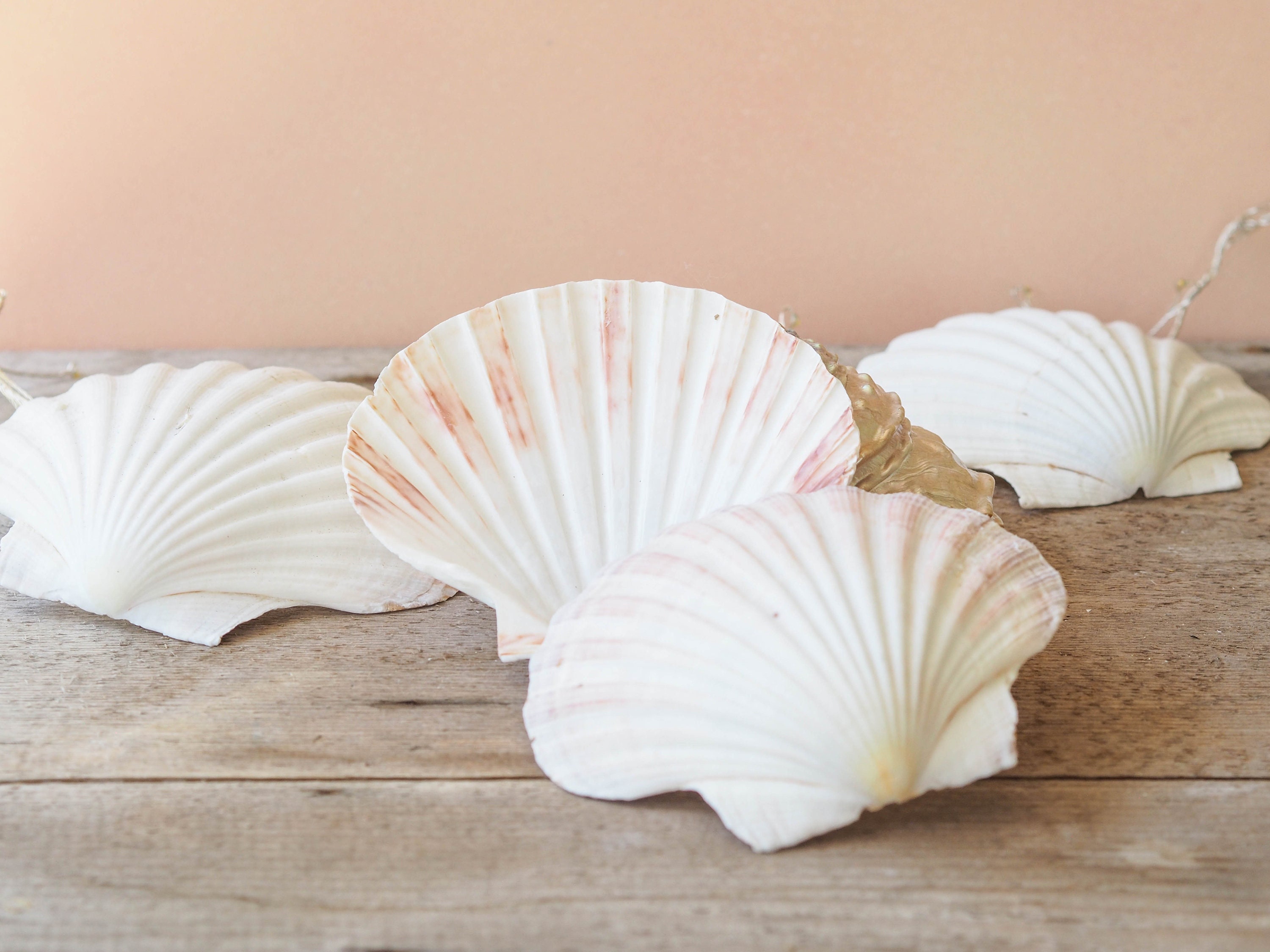 10 Natural White Deep Scallop Shells Craft Large Shell for Scallop ...