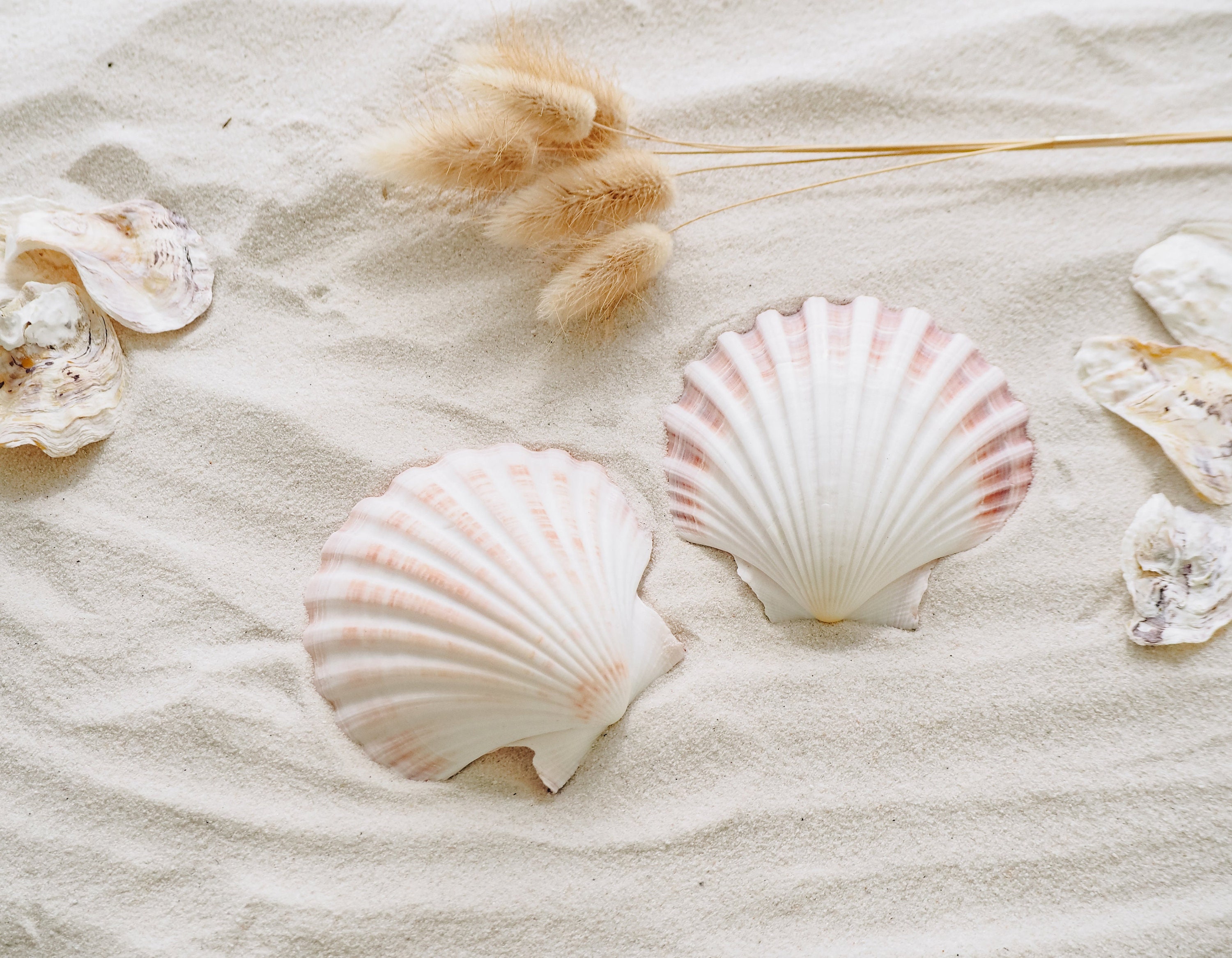 25 Deep Scallop Shells Pastel Pink, Purple and Orange, Coastal Decor ...