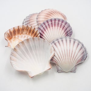 25 Deep Scallop Shells Pastel Pink, Purple and Orange, Coastal Decor ...