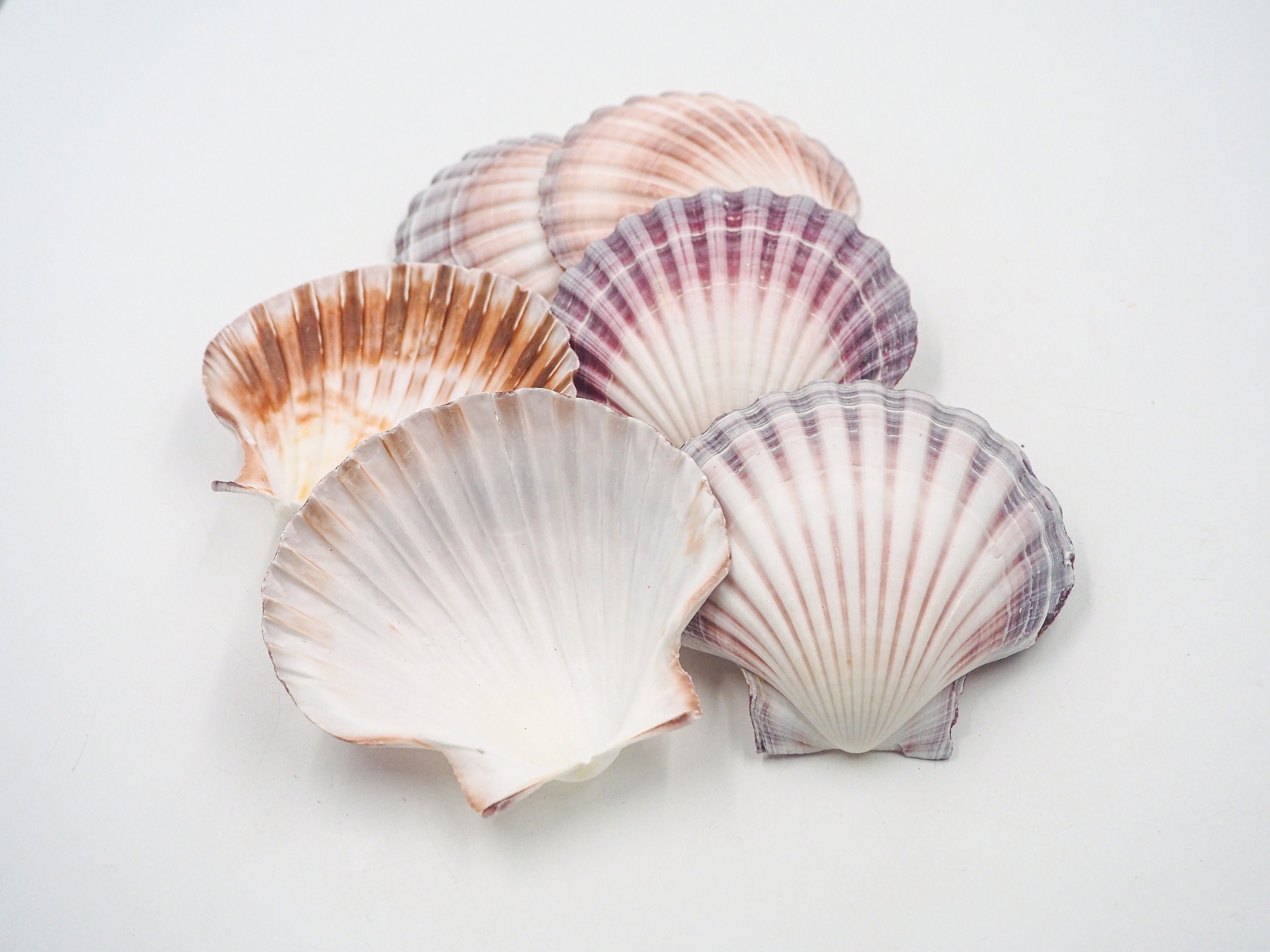 25 Deep Scallop Shells Pastel Pink, Purple and Orange, Coastal Decor ...