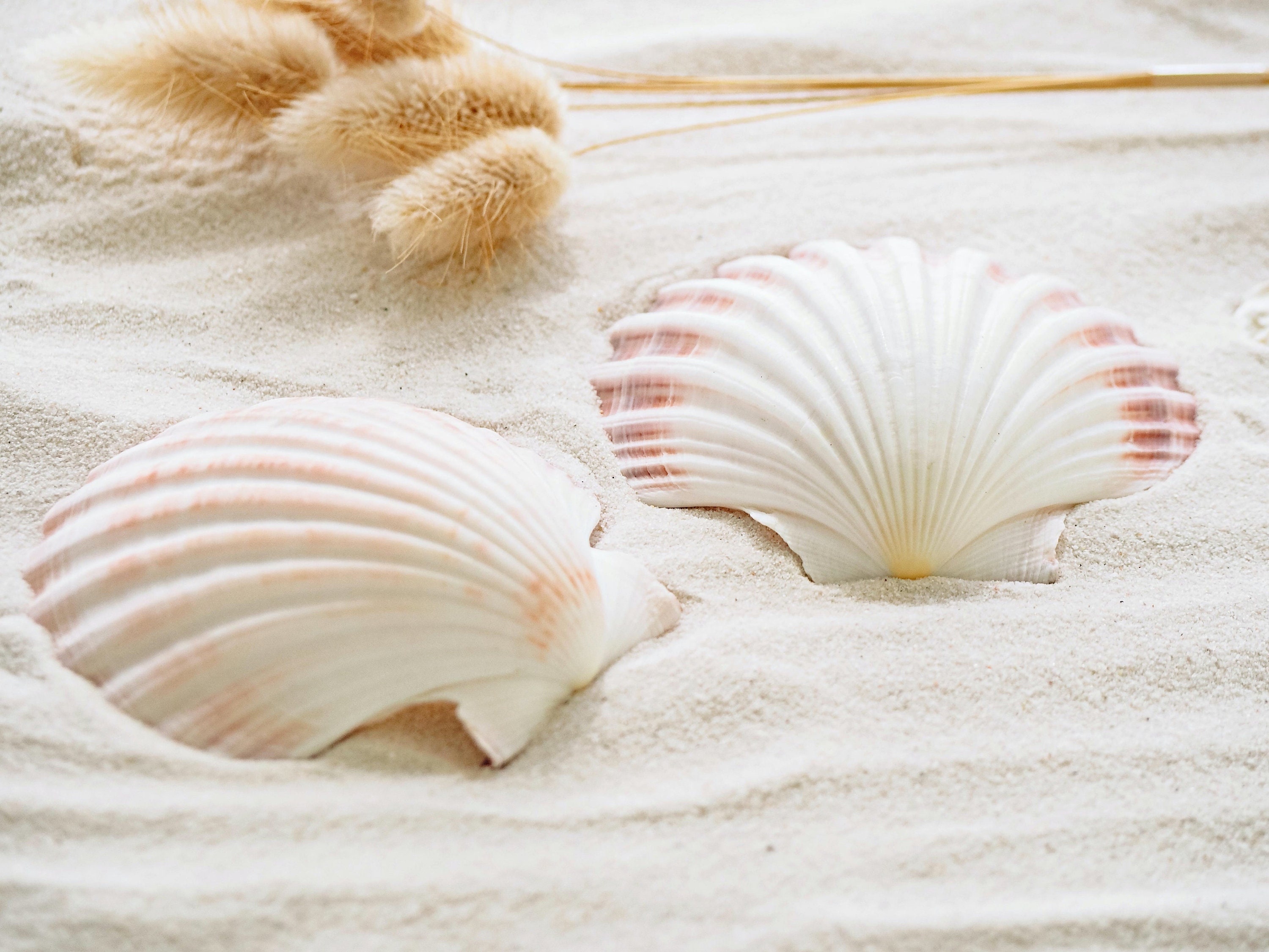 25 Deep Scallop Shells Pastel Pink, Purple and Orange, Coastal Decor ...