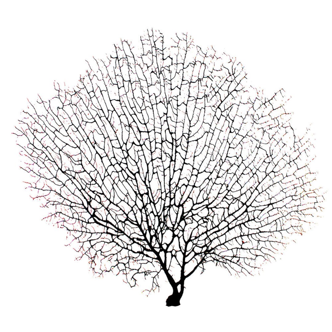 Natural Black Sea Fan, Coastal Decor, Natural Wall Art, Beach Decor ...