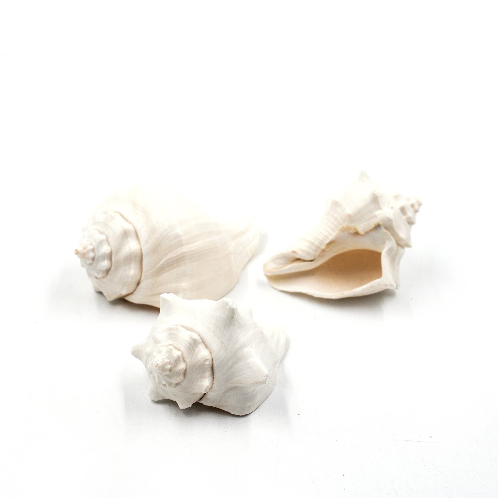 Natural Heavy White Conch Shells Coastal Beach Decor Craft - Etsy