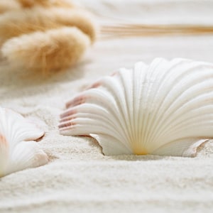 25 Deep Scallop Shells Pastel Pink, Purple and Orange, Coastal Decor ...