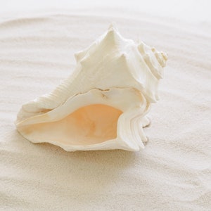 Natural Heavy White Conch Shells, Coastal Beach Decor, Craft, Seashells ...