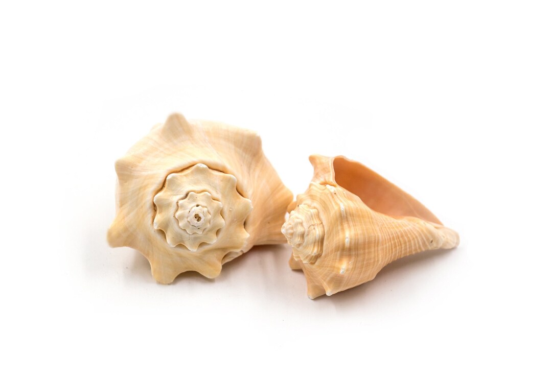 Natural Heavy Beige Conch Shells, Coastal Beach Decor, Craft, Seashells ...