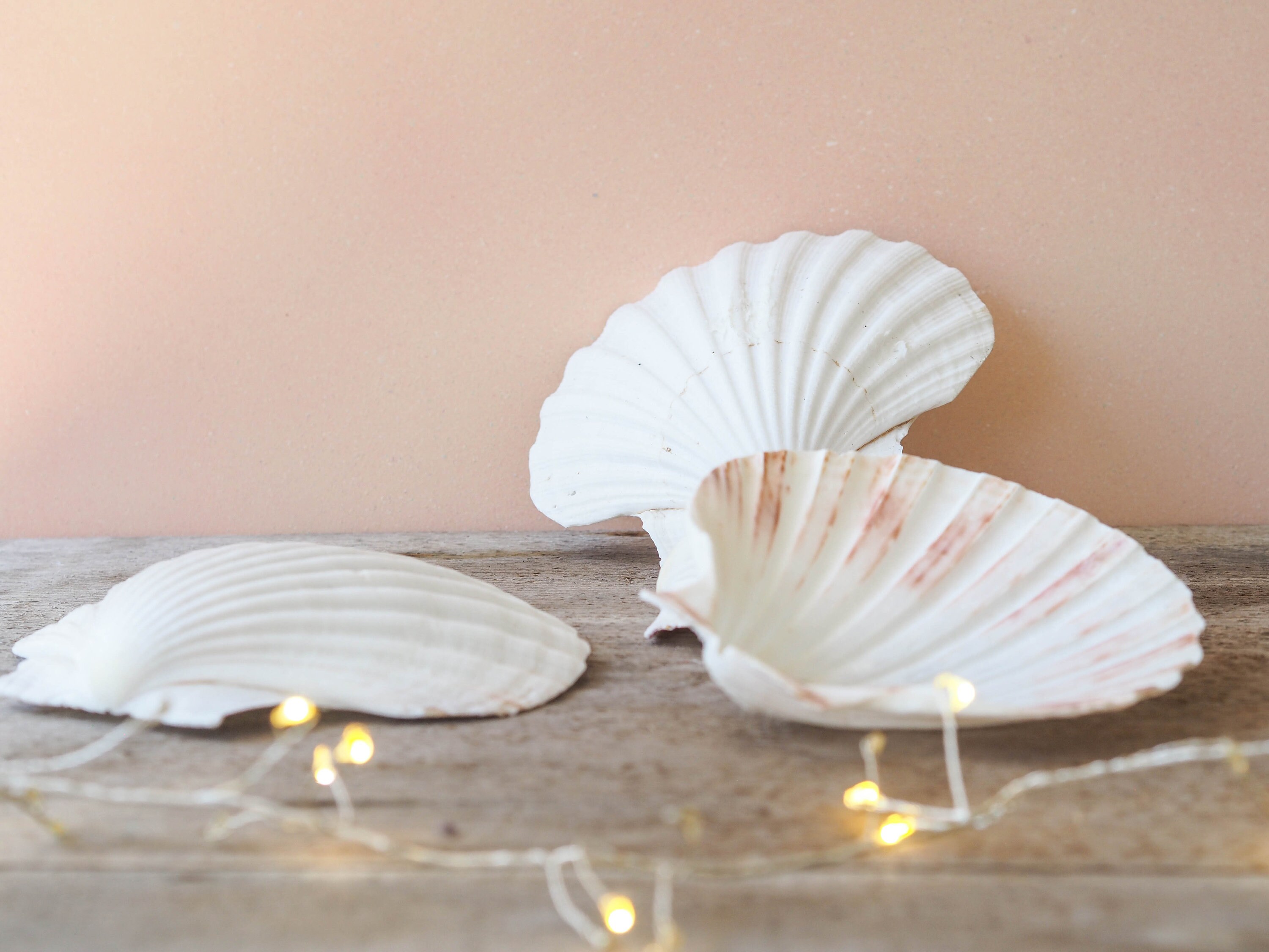 10 Natural White Deep Scallop Shells Craft Large Shell for - Etsy Australia