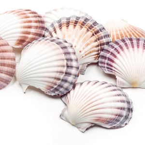 25 Deep Scallop Shells Pastel Pink, Purple and Orange, Coastal Decor ...