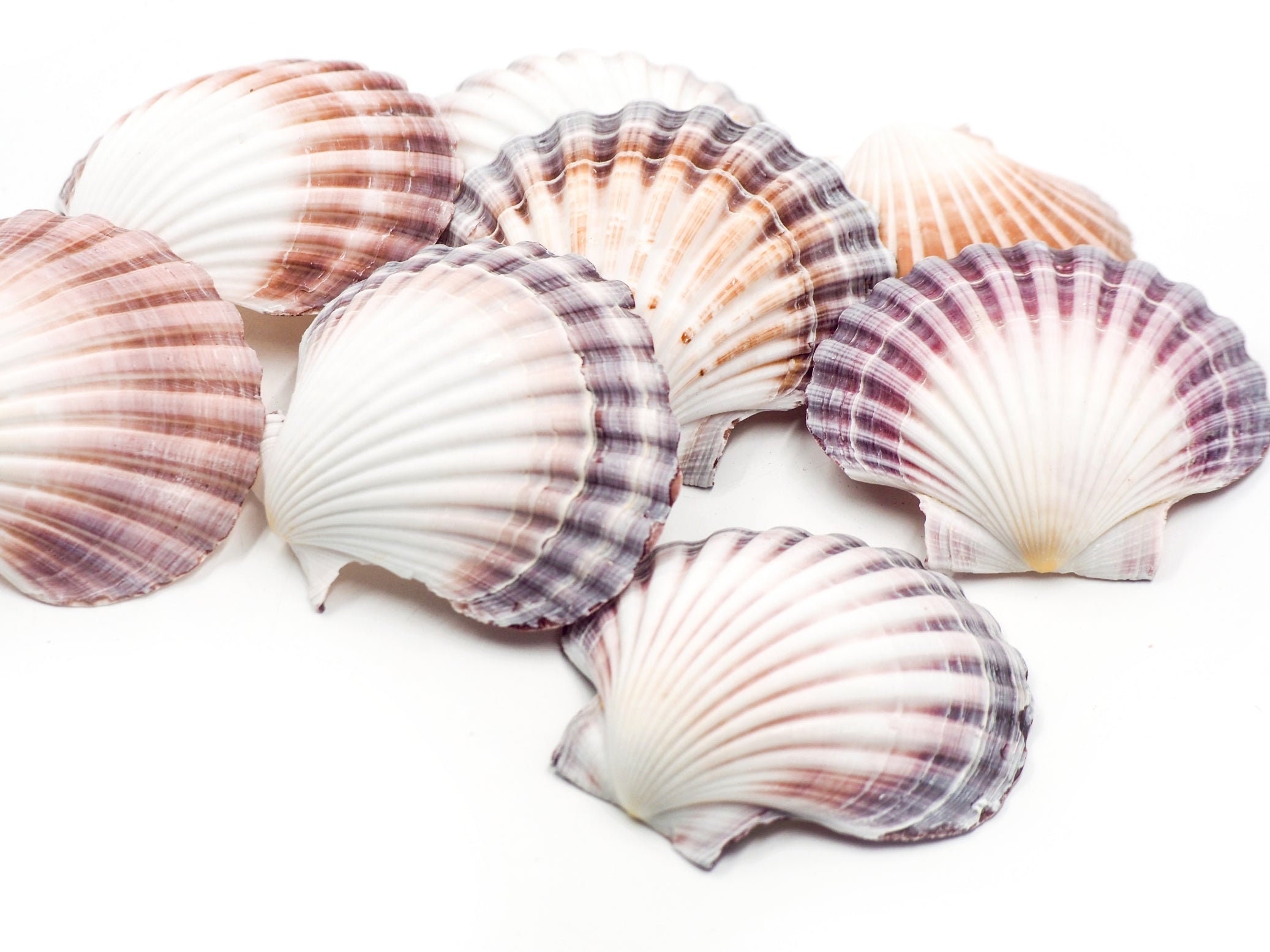 25 Deep Scallop Shells Pastel Pink, Purple and Orange, Coastal Decor ...