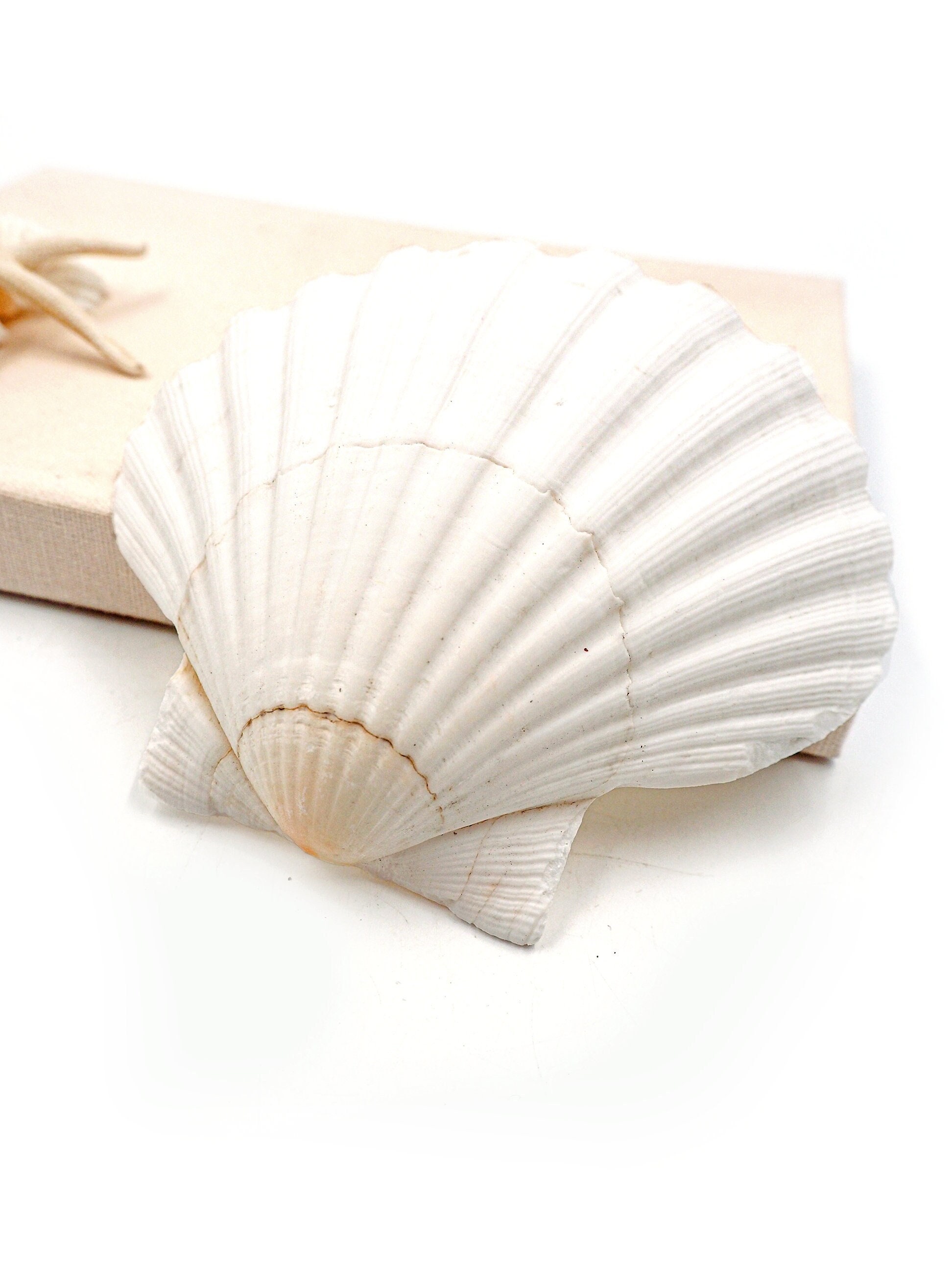 10 Natural White Deep Scallop Shells Craft Large Shell for Scallop ...