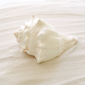 Natural Heavy White Conch Shells, Coastal Beach Decor, Craft, Seashells ...