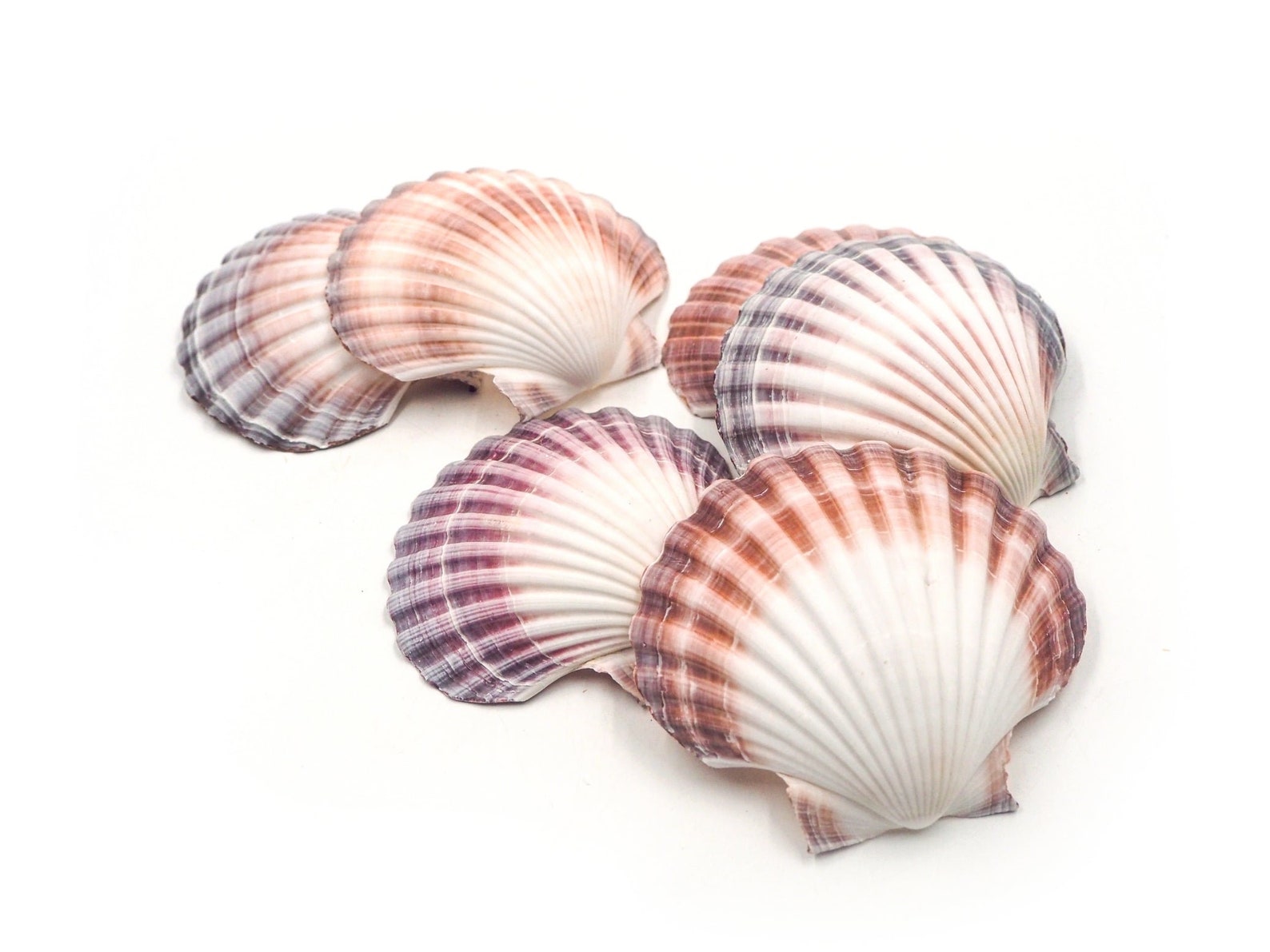 25 Deep Scallop Shells Pastel Pink, Purple and Orange, Coastal Decor ...