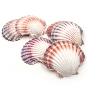 25 Deep Scallop Shells Pastel Pink, Purple and Orange, Coastal Decor ...