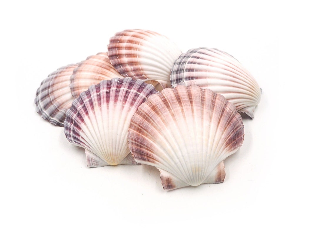 25 Deep Scallop Shells Pastel Pink, Purple and Orange, Coastal Decor ...
