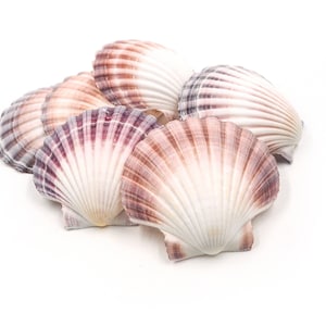 25 Deep Scallop Shells Pastel Pink, Purple and Orange, Coastal Decor ...