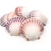 25 Deep Scallop Shells Pastel Pink Purple and Orange Coastal | Etsy ...