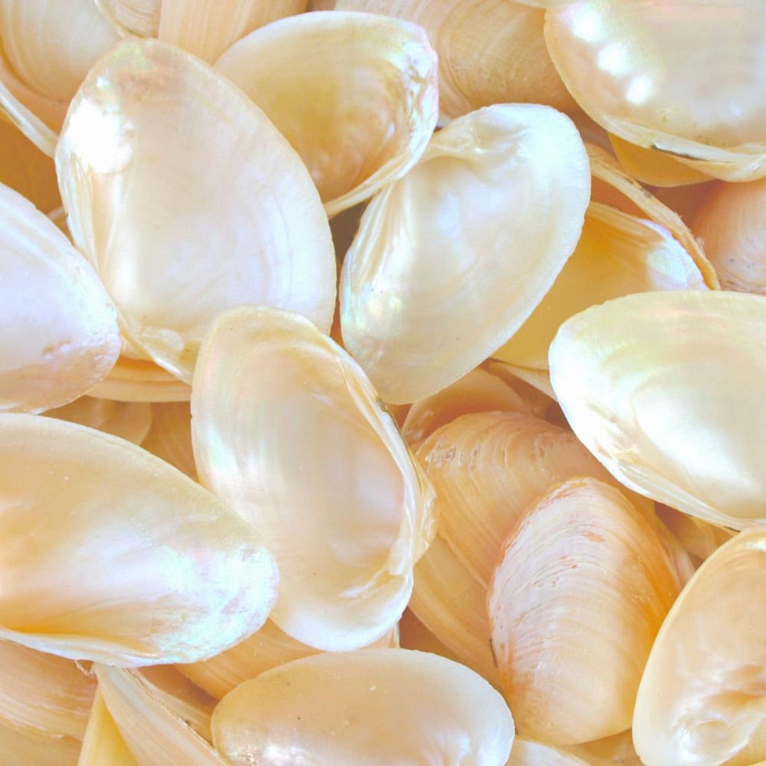 1 Kg Pearly Champagne Clam Shells, Bulk Seashells for Beach Craft ...