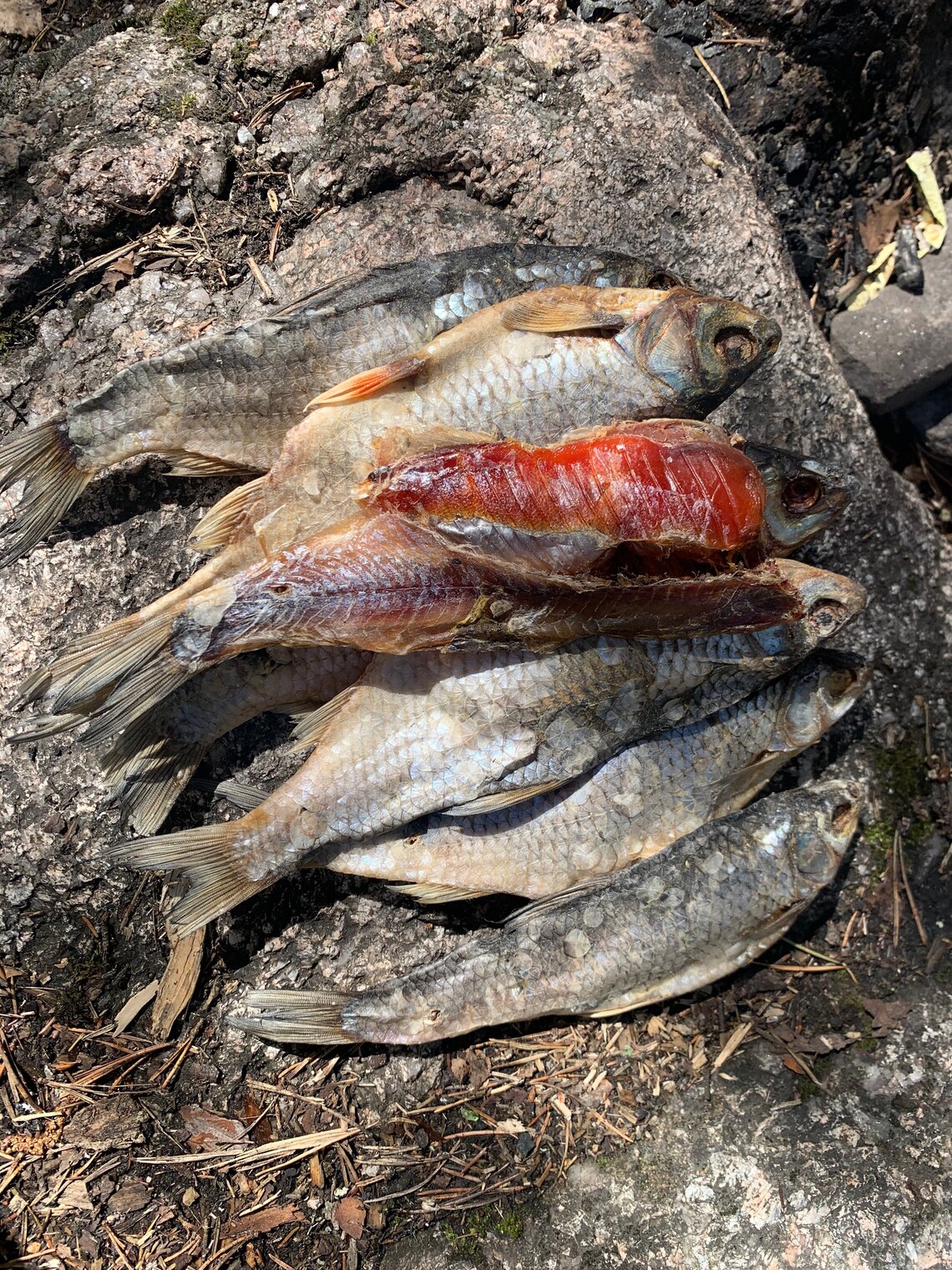 Dried salted fish Vobla. Fish jerky. Russian food snack to | Etsy