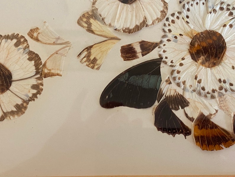 Vintage Real Morpho Butterfly Wing Wall Art 19”x14 -shipping Included ...