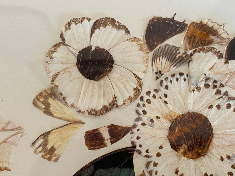 Vintage Real Morpho Butterfly Wing Wall Art 19x14 shipping Included - Etsy