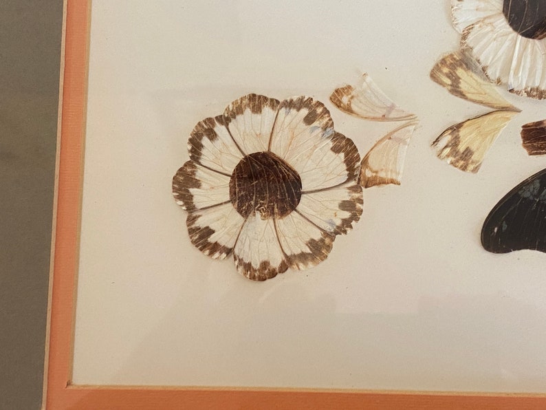 Vintage Real Morpho Butterfly Wing Wall Art 19”x14 -shipping Included ...