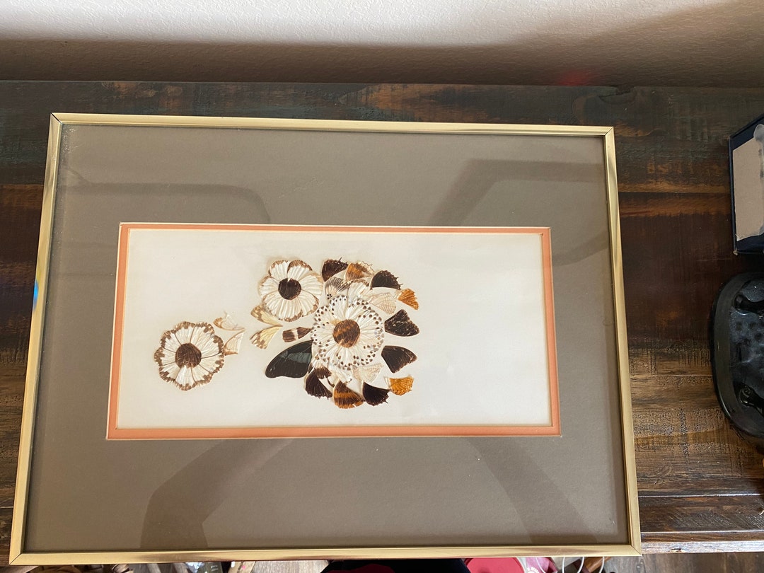 Vintage Real Morpho Butterfly Wing Wall Art 19”x14 -shipping Included ...